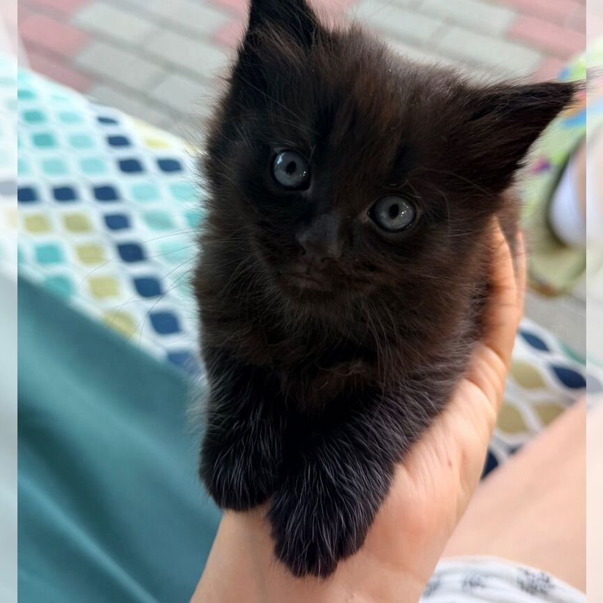 Котёнок в добрые руки