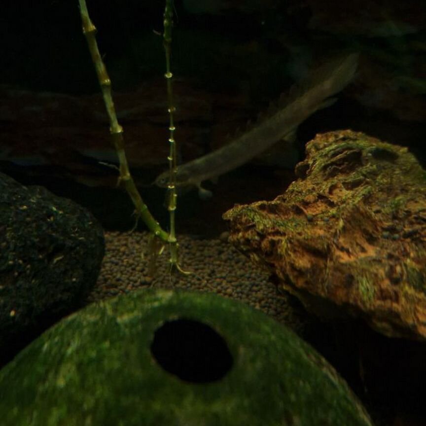 Полиптерус сенегальский