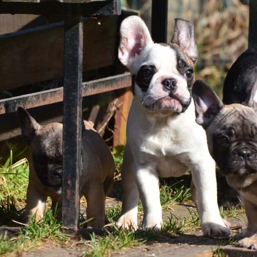 Французский бульдог, щенок