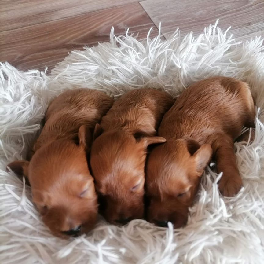 Щенки мальтипу