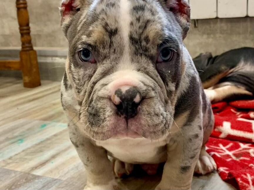 Американский булли Мерль