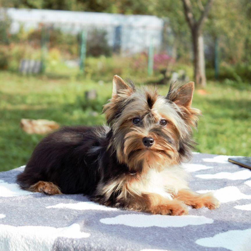 Девочка йоркширский терьер