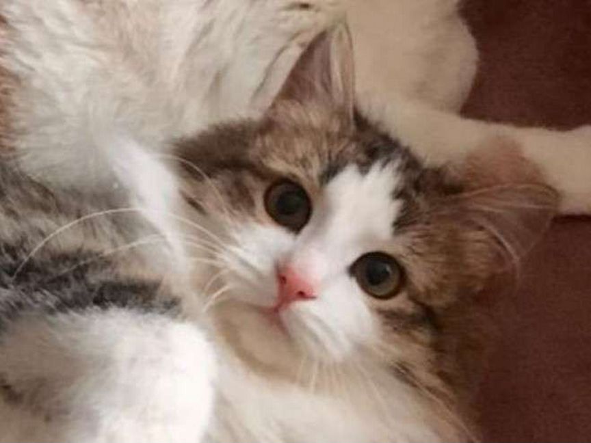 Поночка- ласковая плюшевая котейка., 7 месяцев