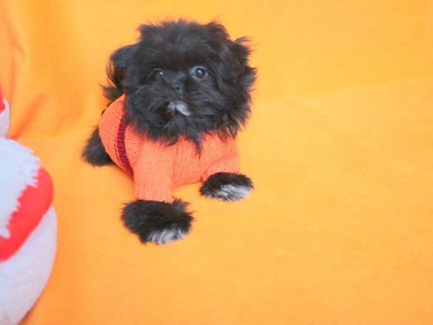 Мини малыш мальтипу