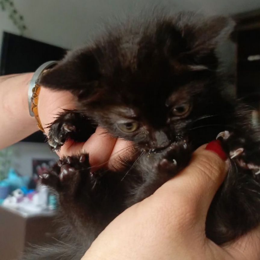 Шотландский вислоухий короткошёрстный котёнок