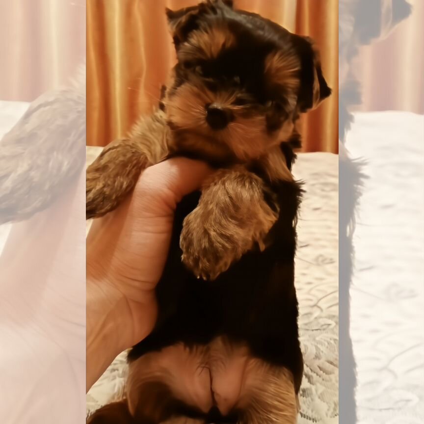 Йоркширский терьер, щенок