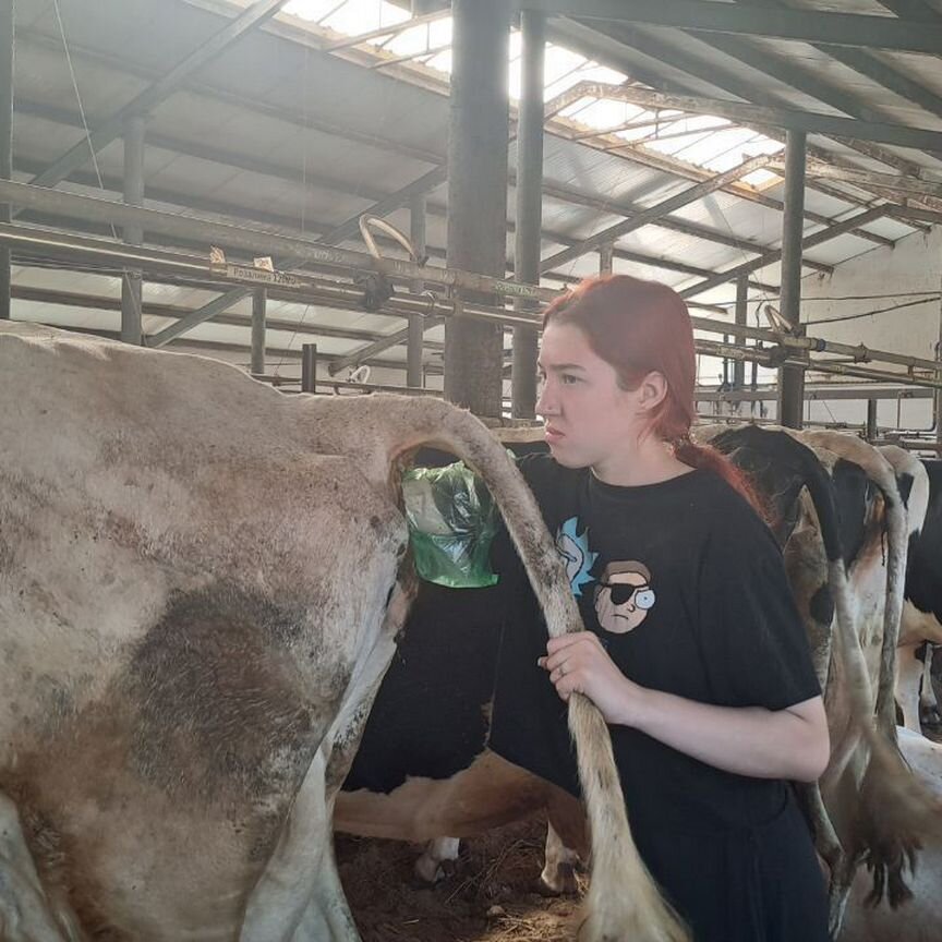 Искусственное осеменение коров