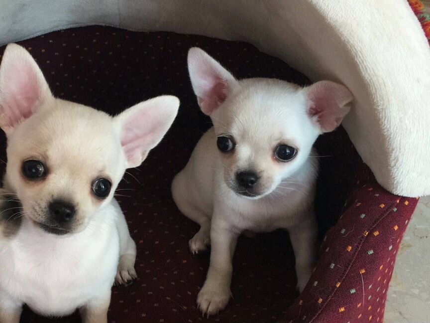 Щенки чихуахуа