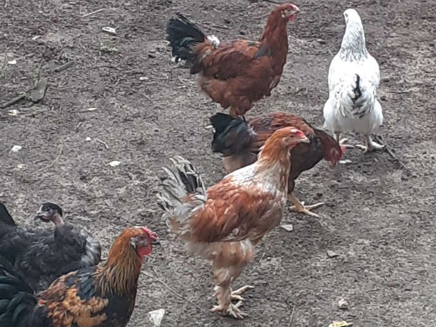 Петушки 4 месяца