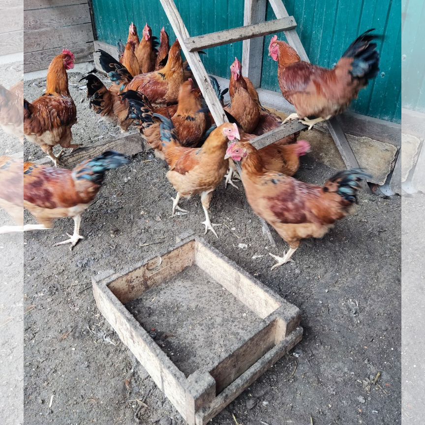 Молодые петухи Кученская юбилейная