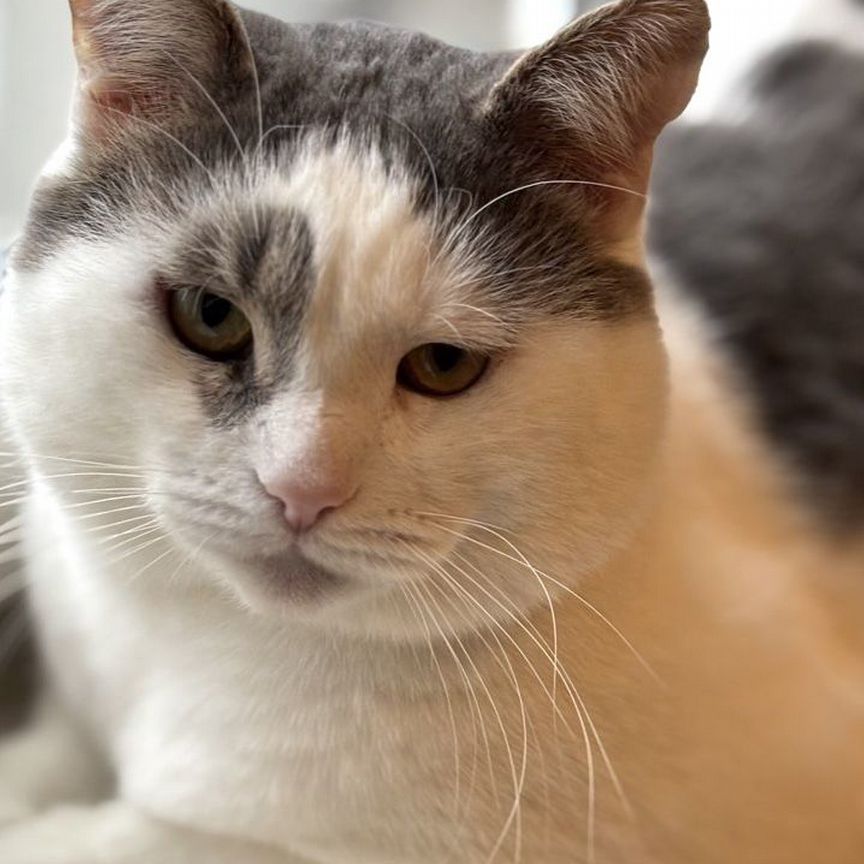 Котик с сердечком