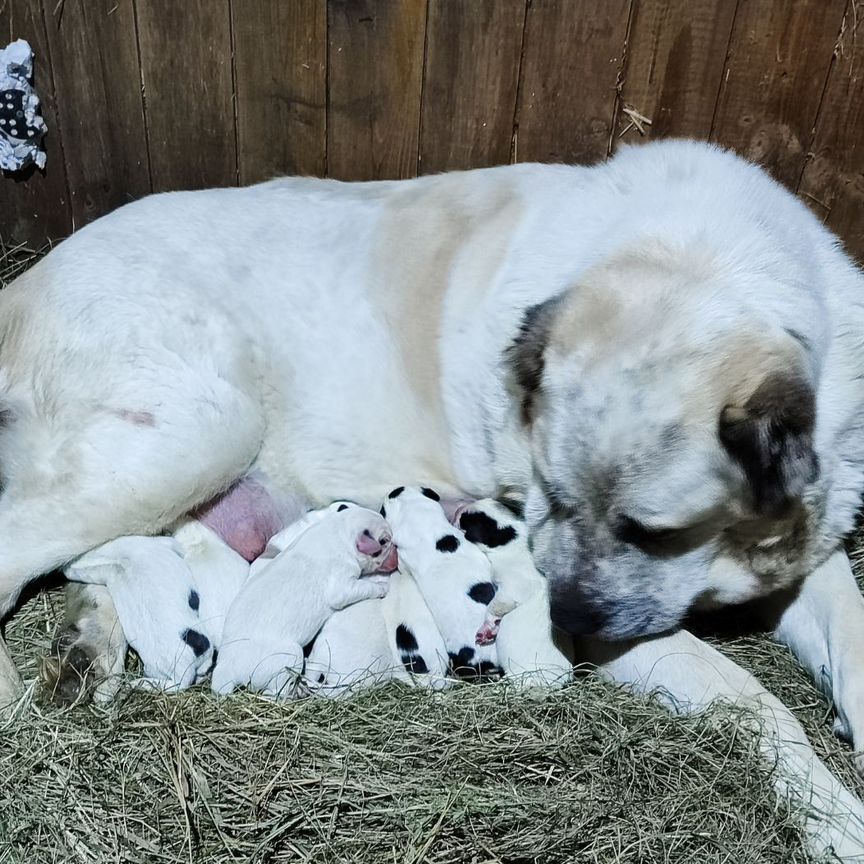 Среднеазиатская овчарка, щенок