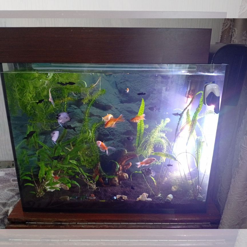 Аквариум 100л со всем содержимым