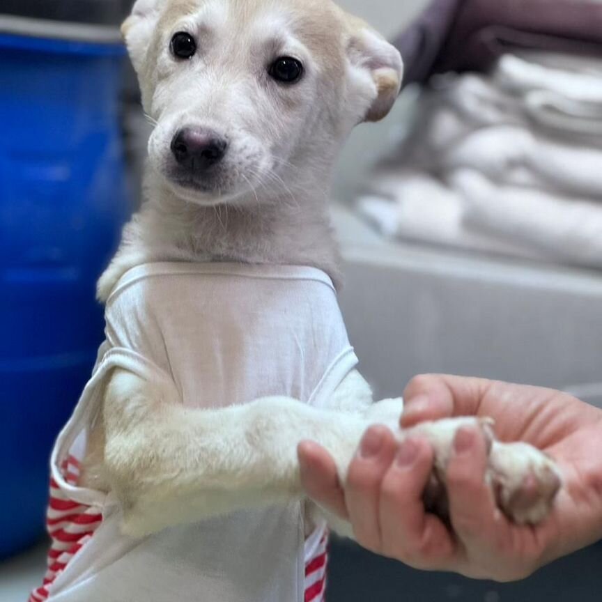 Щенок Краш был выкинут на помойку.Собака в дар