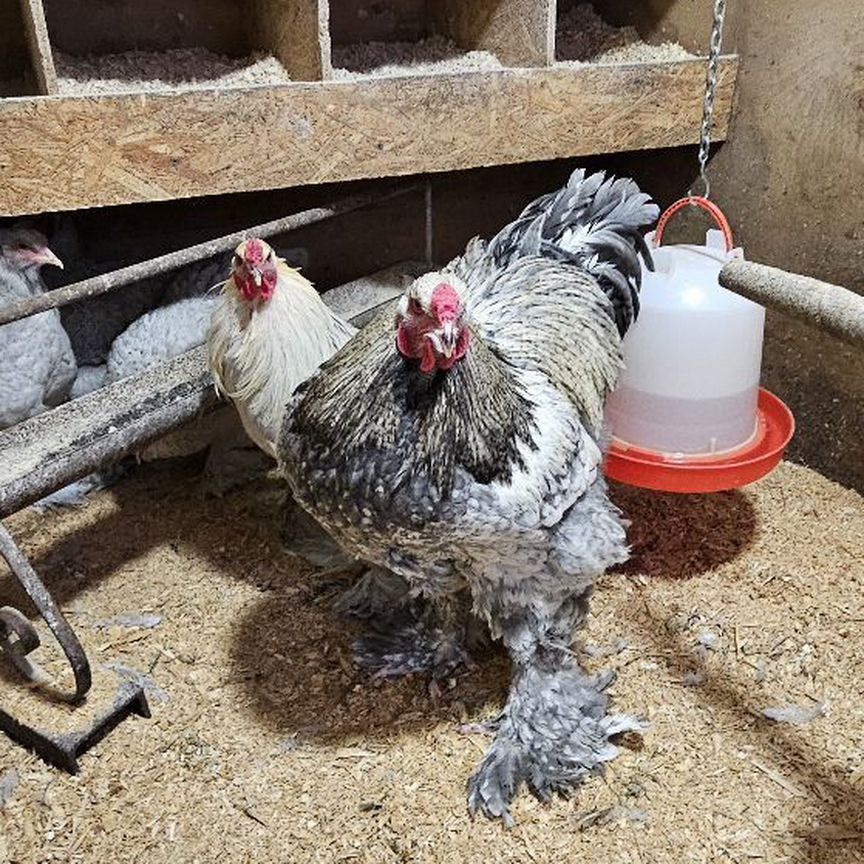 Петух брама