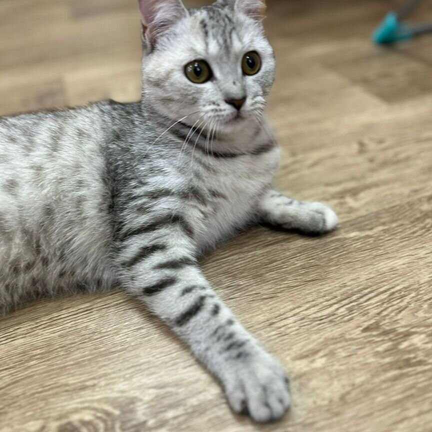 Отдам кошку в добрые руки