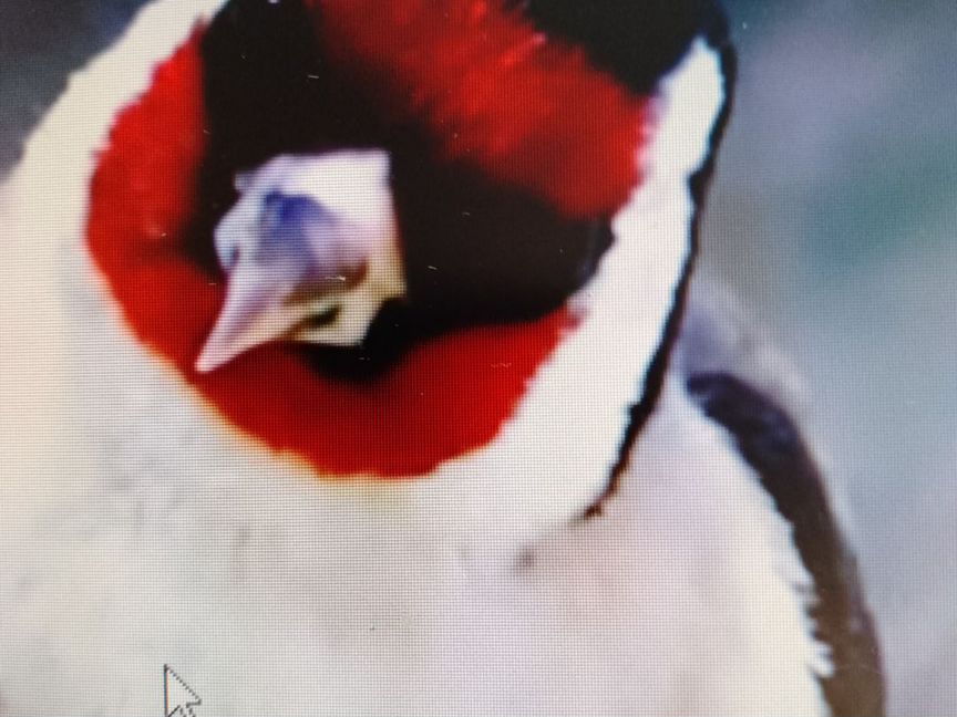 Певчие птицы