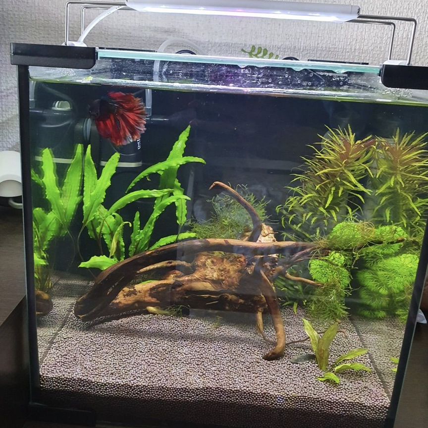 Аквариум куб 30 литров креветкарий