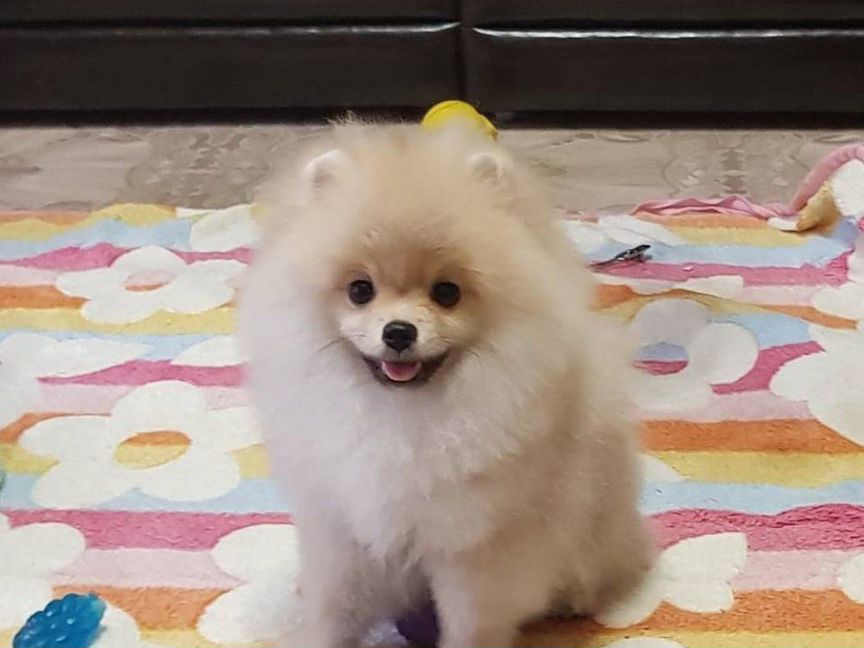 Белый померанский шпиц