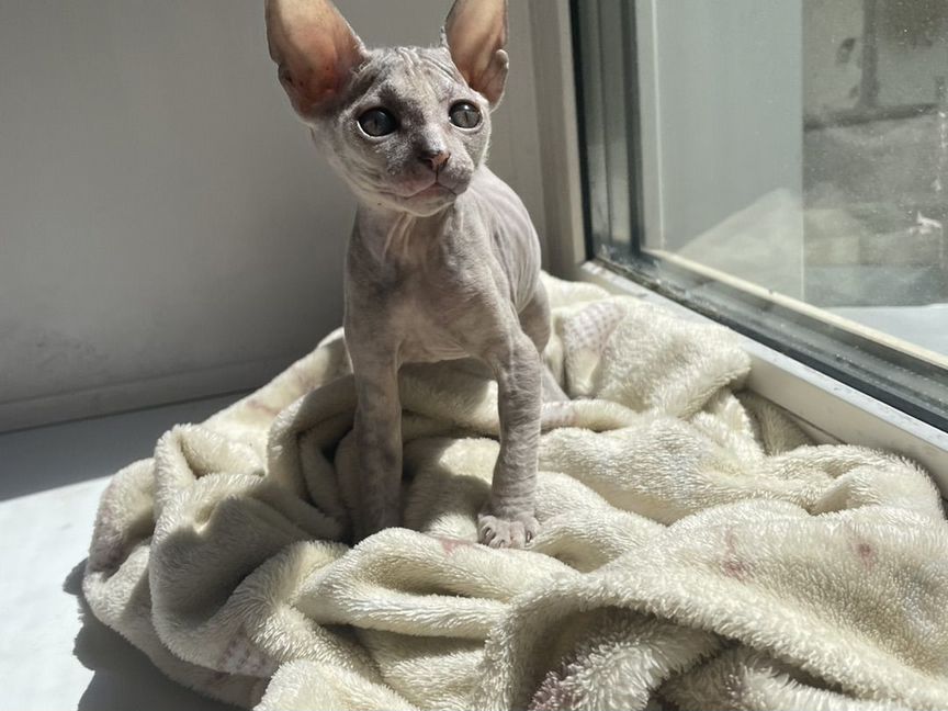 Продам кошку сфинкс