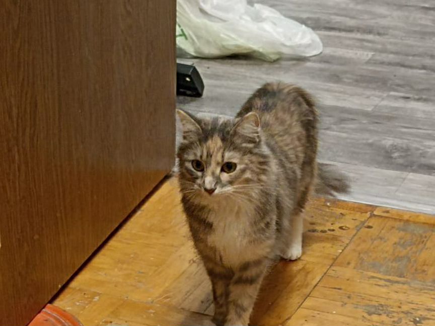 Кошка в дар бесплатно