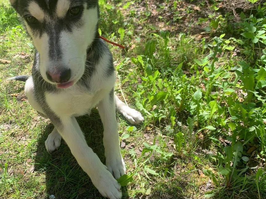 Кто ищет друга