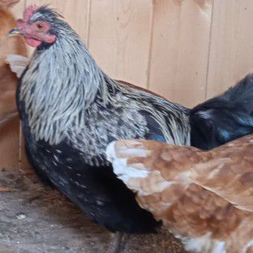 Петушки домашние, мохнатоногие (3.5мес)