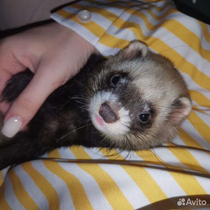 Хорек мальчик