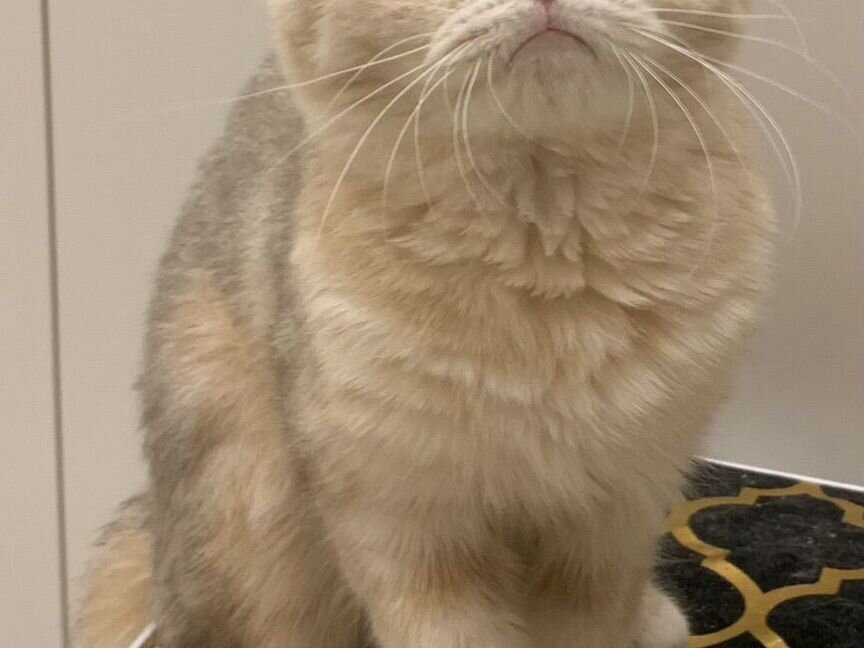Лиловый золотой котик