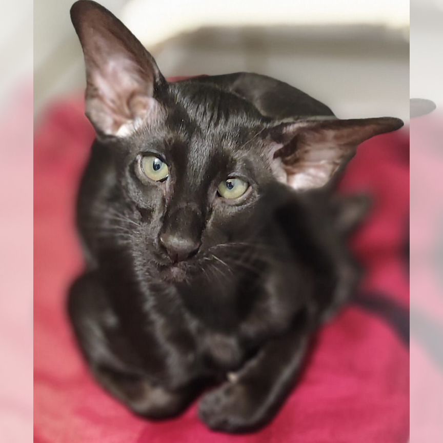 Ориентальные котята