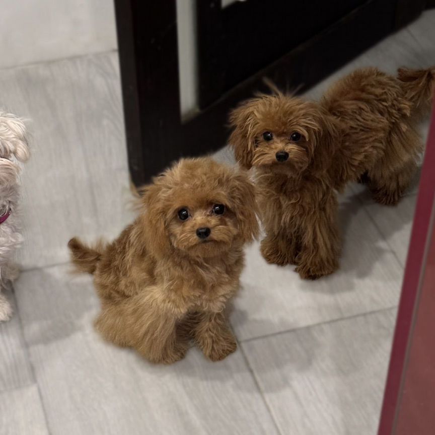 Мальтипу, щенок