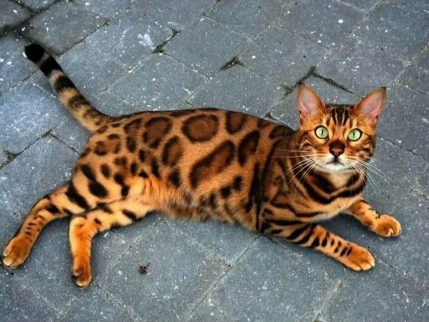 Бенгальская