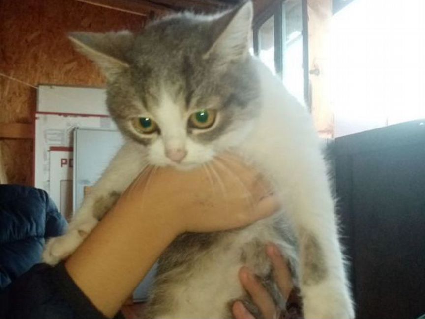 Вислоухие котята