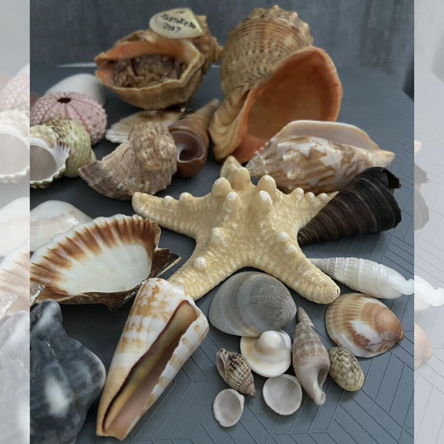 Морские ракушки разных видов