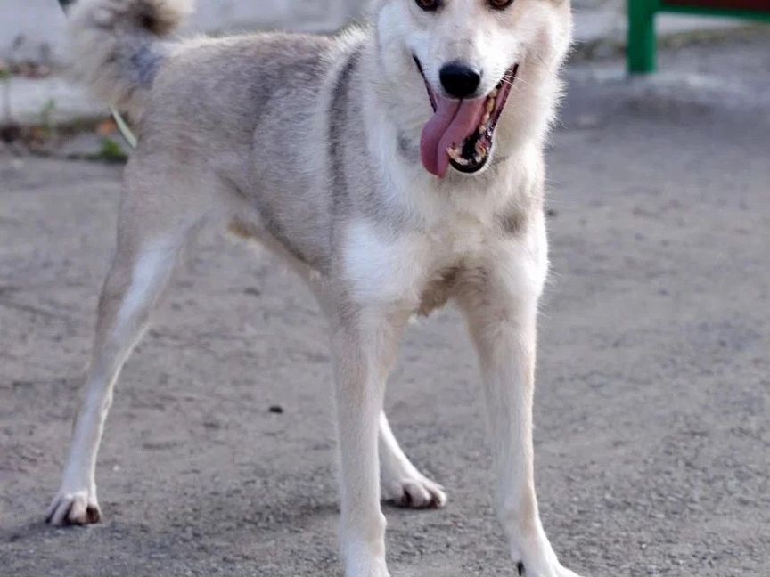 Лайка Тайга ищет дом