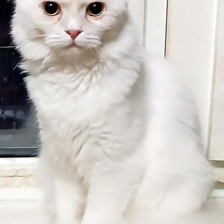 Кошки