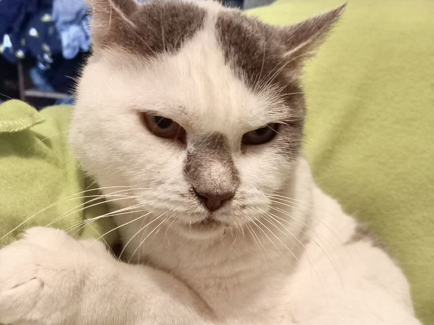 Спокойная умная белая кошка Тося. В дар