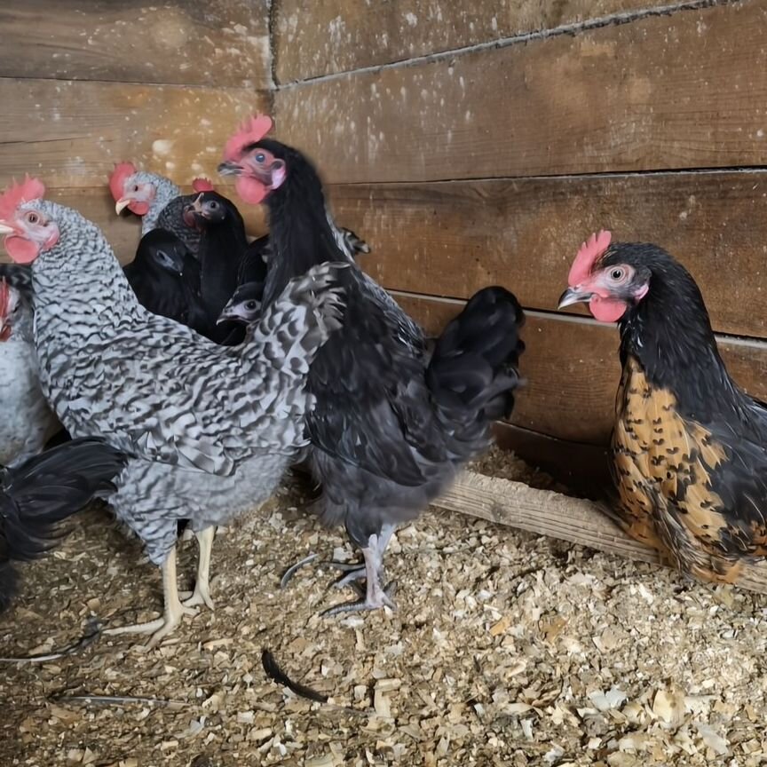 Молодые петушки