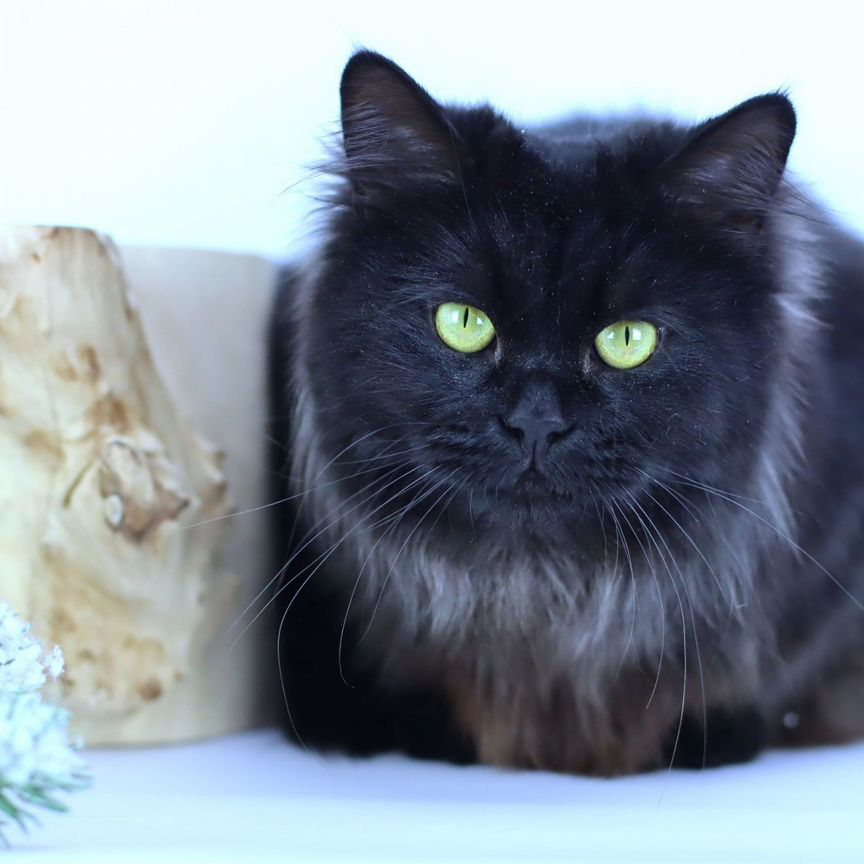 Сибирская красавица