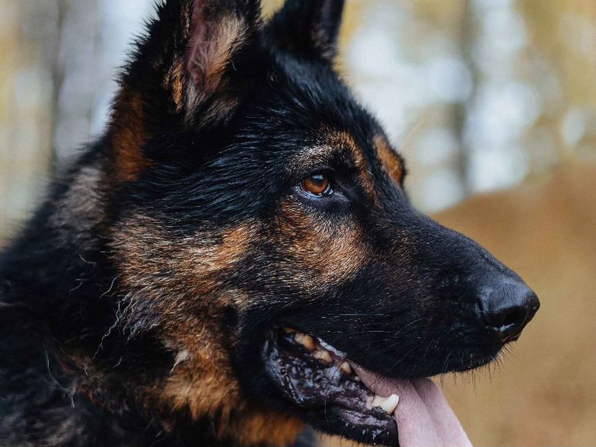 Чудесный пес Покер в добрые руки