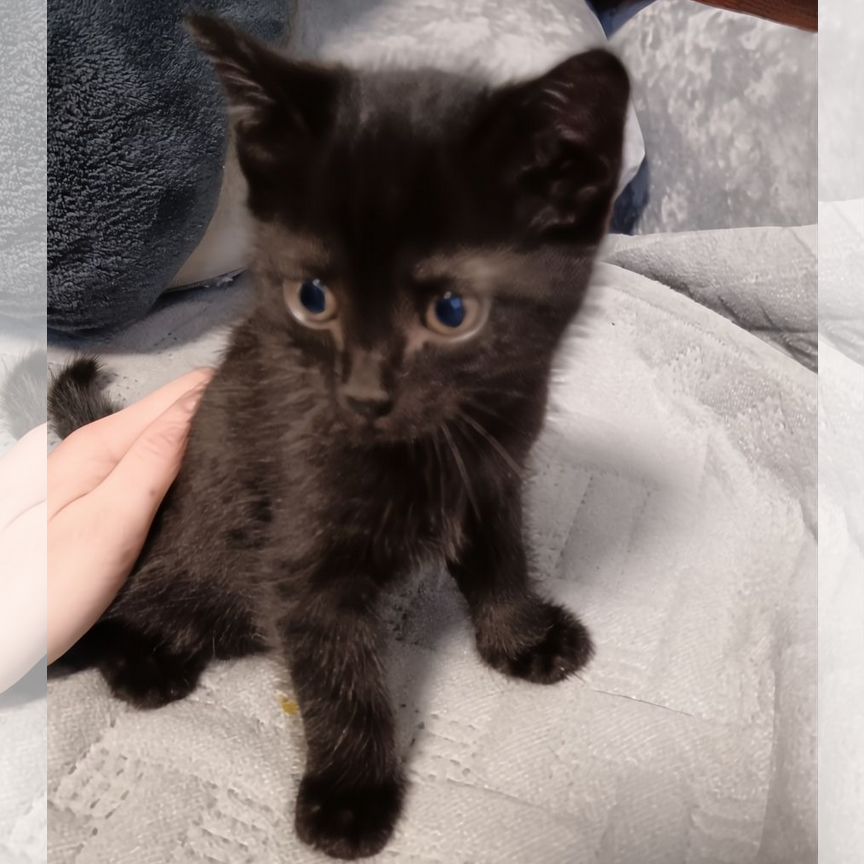 Котёнок в добрые руки