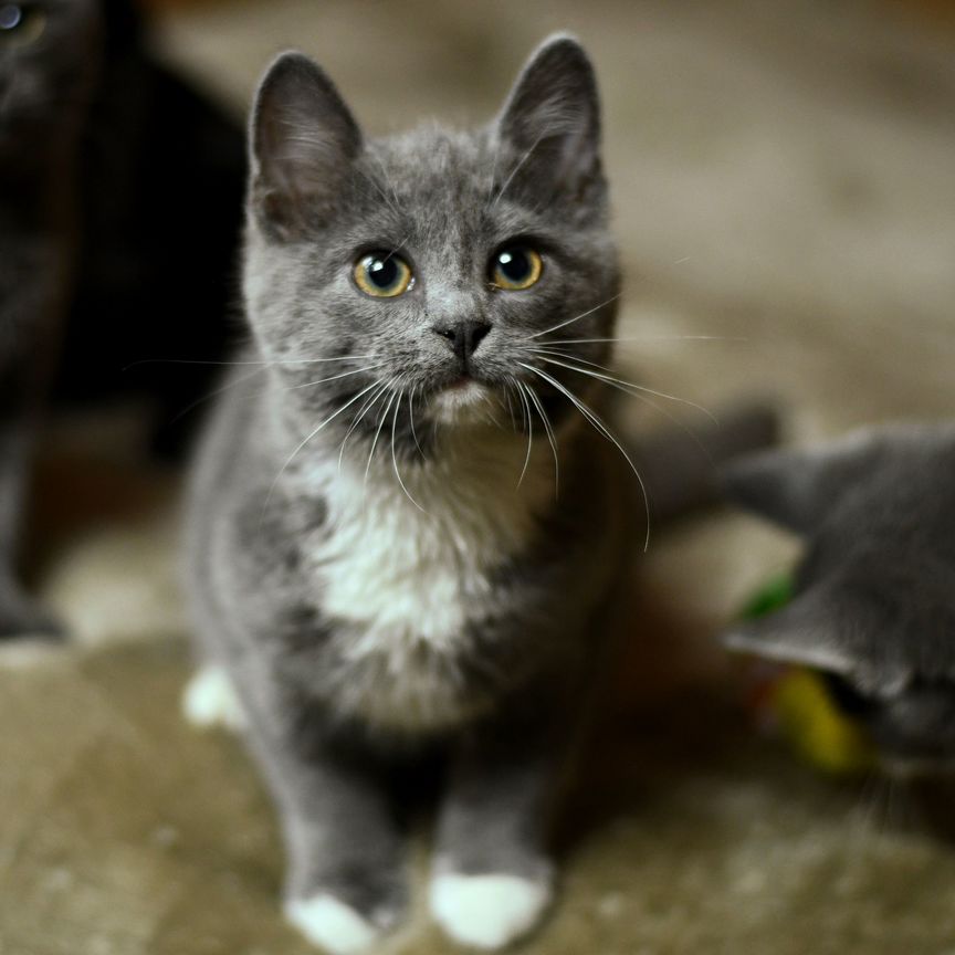 Котенок Фифи в добрые руки