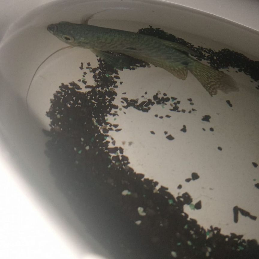 Аквариумные рыбки