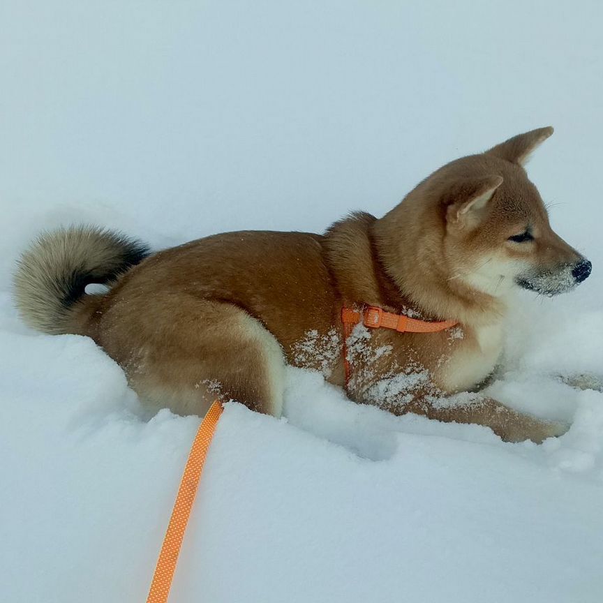 Сиба-ину, щенок