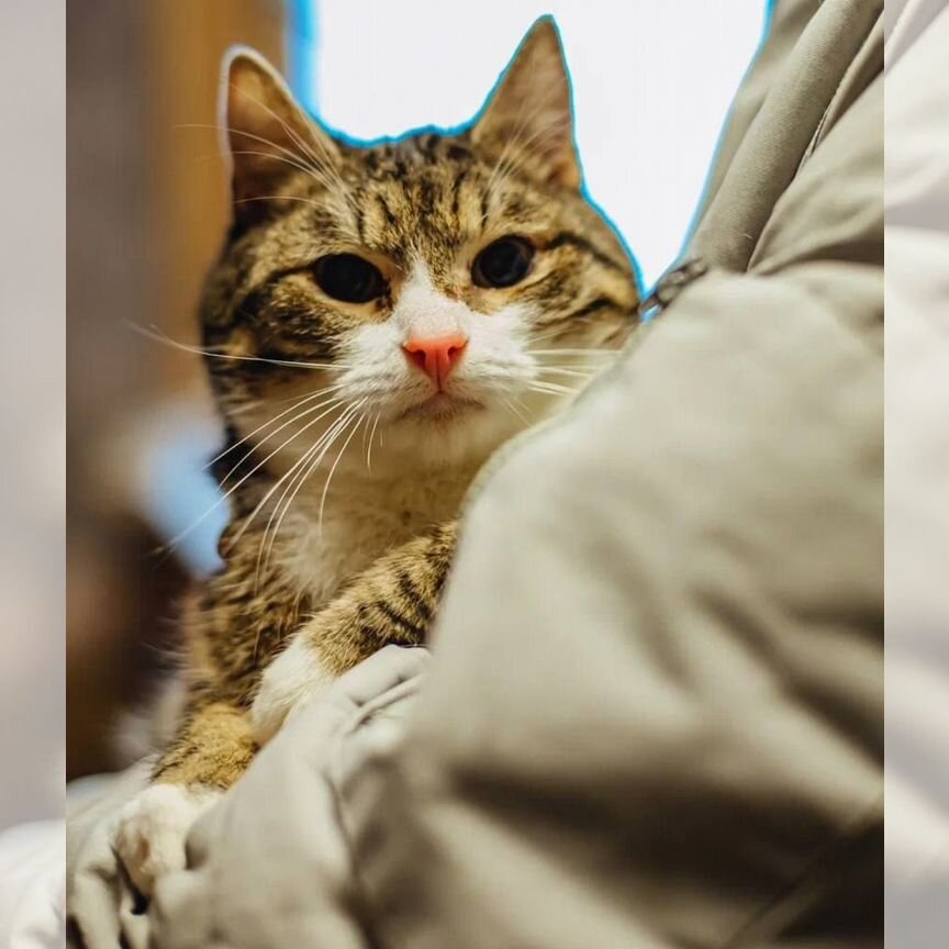 Взрослый кот в добрые руки