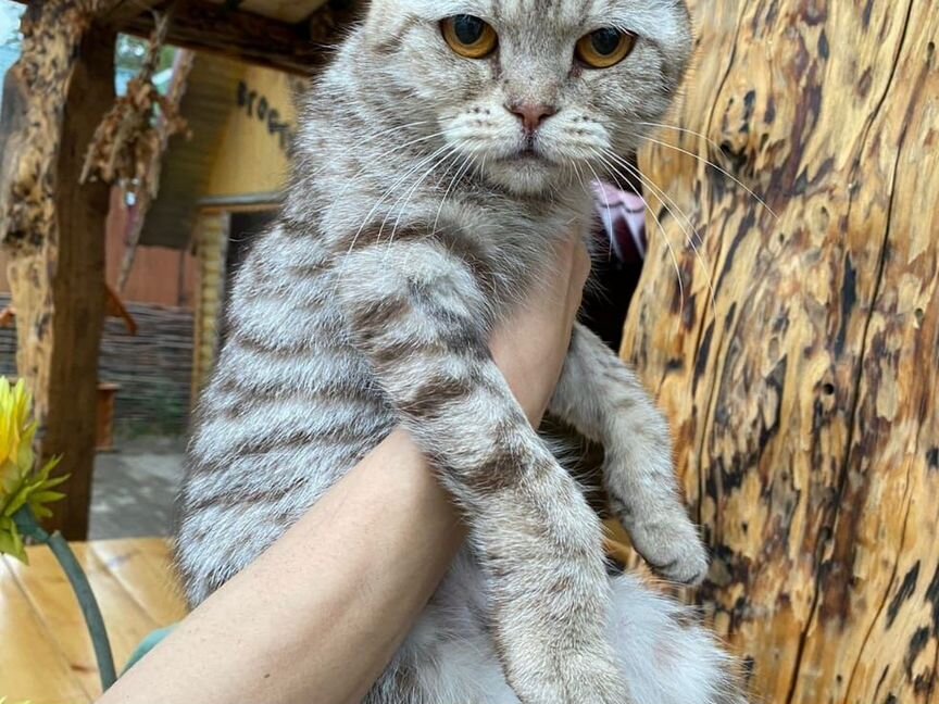 Шотландская вислоухая