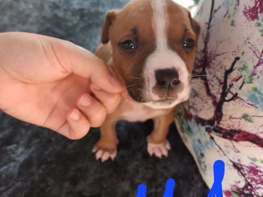 Стаффордширский терьер щенки