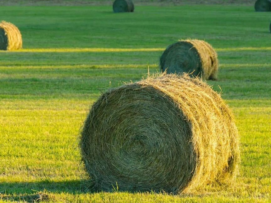 Сено люцерны в рулонах 120см. Предзаказ