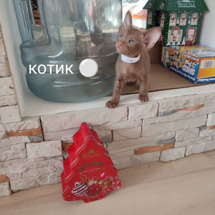 Малыши от клубных родителей, только мальчики