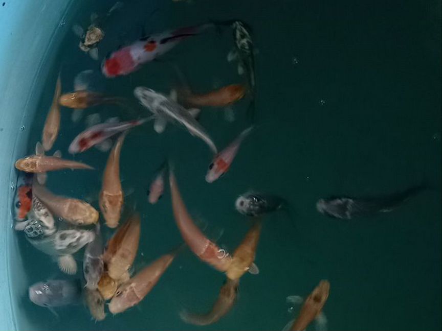 Карп коя и комета